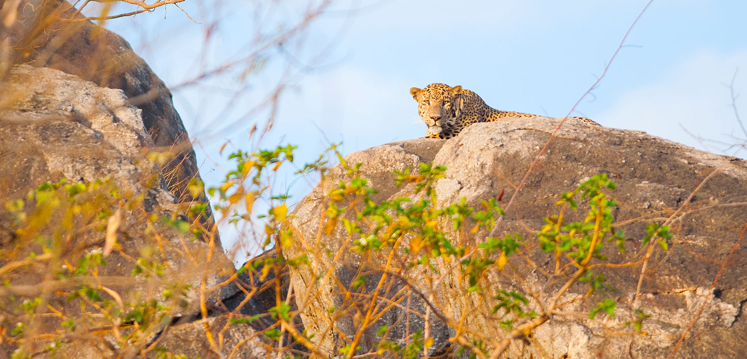 Gujarat's National Parks: The Ultimate Wildlife Adventure - Blogs